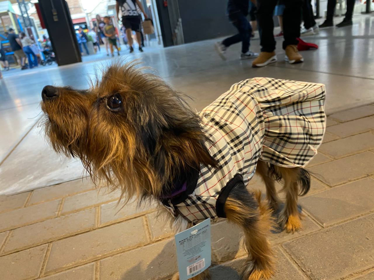 Home - Productos para mascotas - ToPet Shop